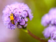 The History of Macro Photography | Will Moneymaker Photography