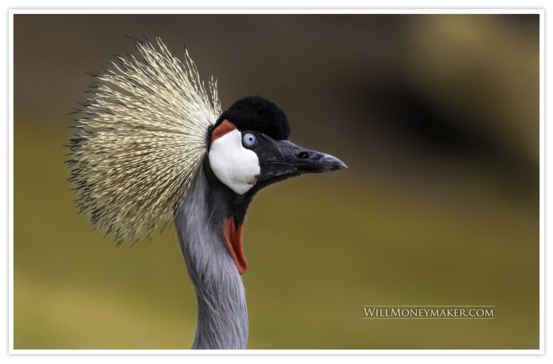 8 Tips for Taking Great Wildlife Images at the Zoo | Will Moneymaker ...