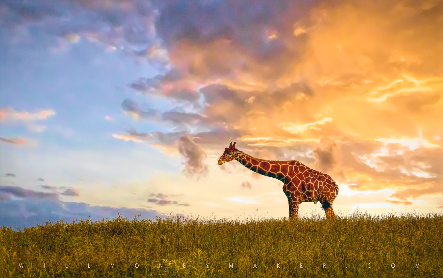 Exercising Your Creative Muscles | Will Moneymaker Photography