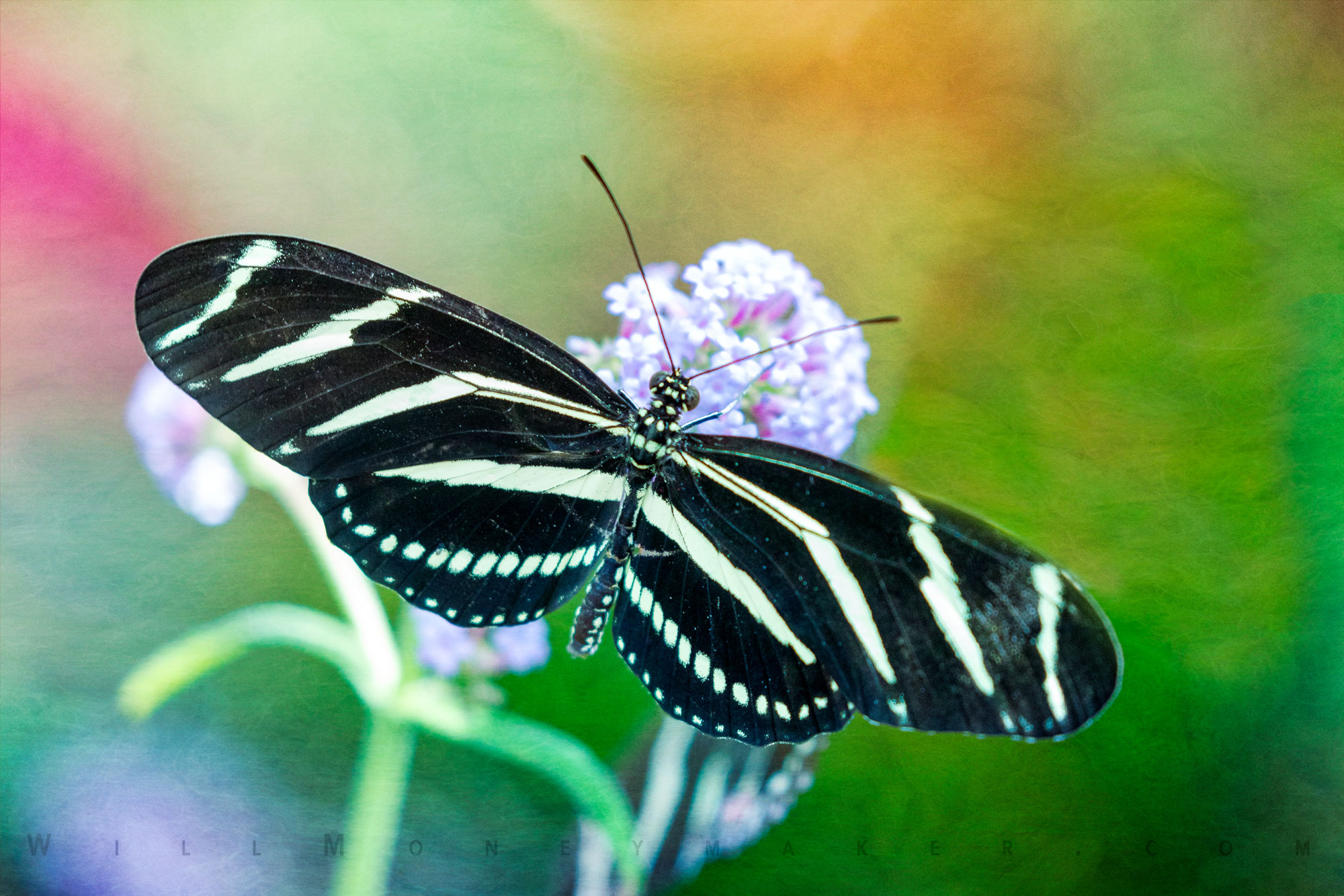 Sharp Picture, Fuzzy Concept | Will Moneymaker Photography