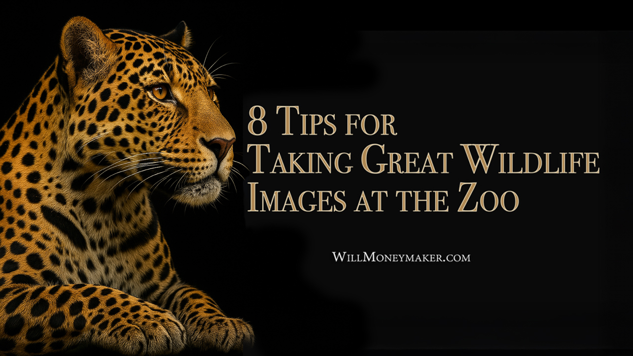 8 Tips for Taking Great Wildlife Images at the Zoo | Will Moneymaker ...